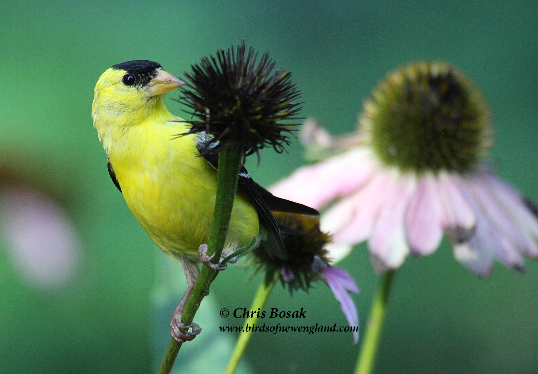 Goldfinches invade coneflower patch | Birds of New England.com
