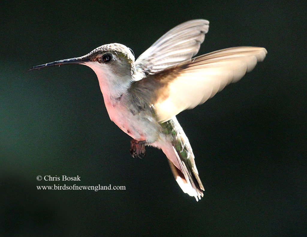 hummingbirds | Birds of New England.com