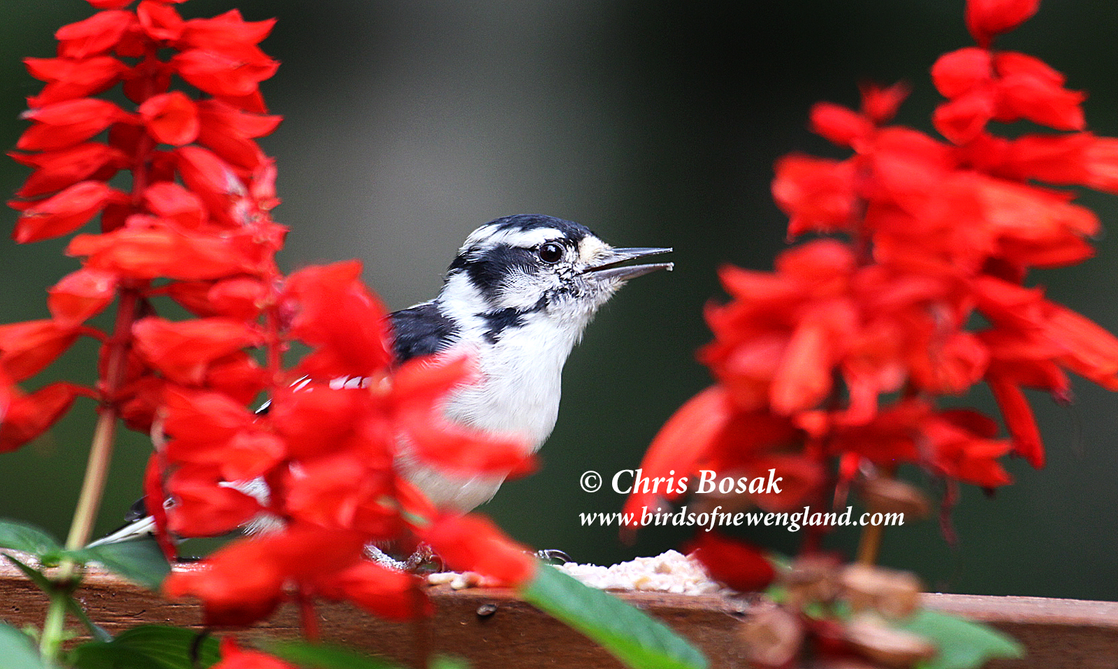 Random photos | Birds of New England.com