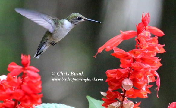 hummingbirds | Birds of New England.com