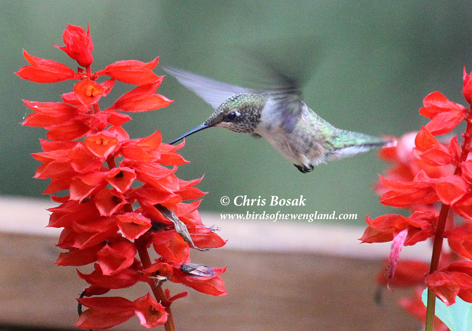 hummingbirds | Birds of New England.com