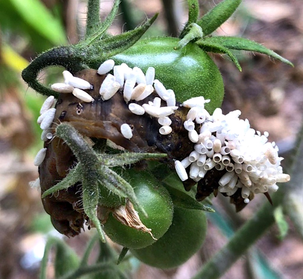 Update on the tomato hornworm | Birds of New England.com