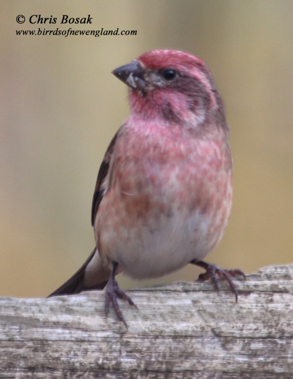 Birds of New England.com | New England wildlife photos and stories ...