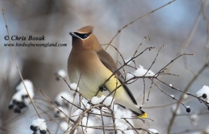Bird walks | Birds of New England.com
