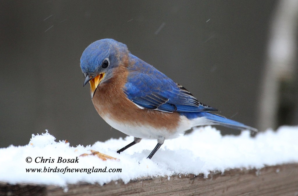 bluebirds | Birds of New England.com