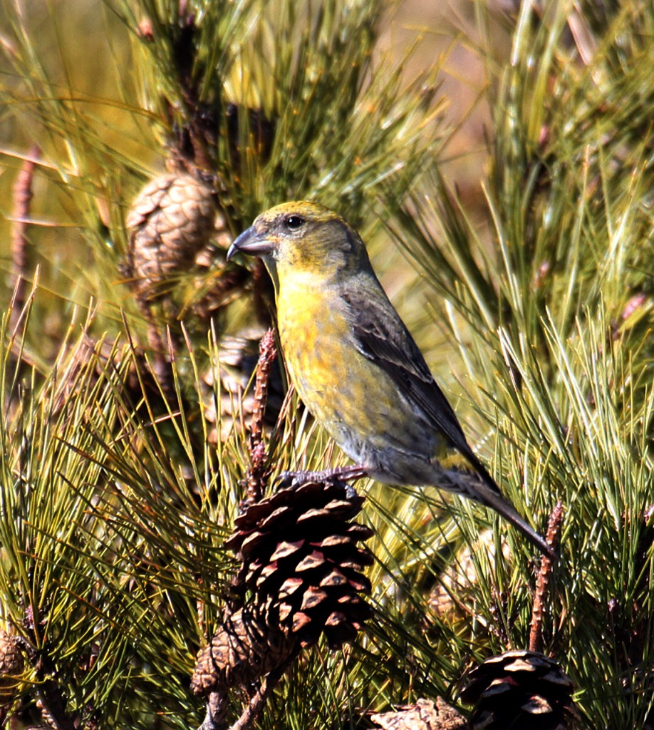 More crossbill photos | Birds of New England.com