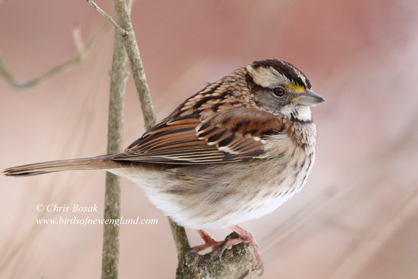 Sparrows | Birds of New England.com