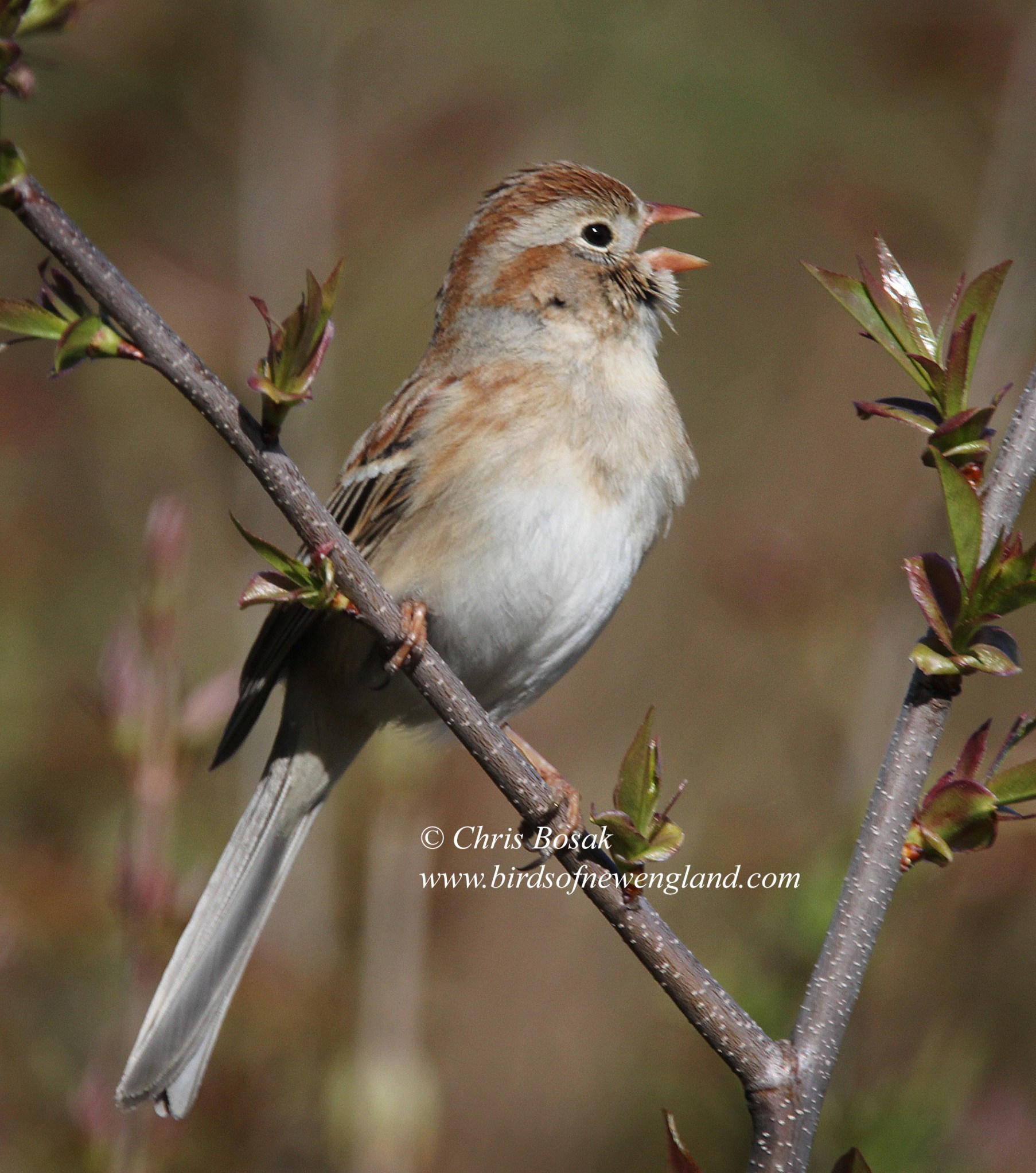 Sparrows | Birds of New England.com