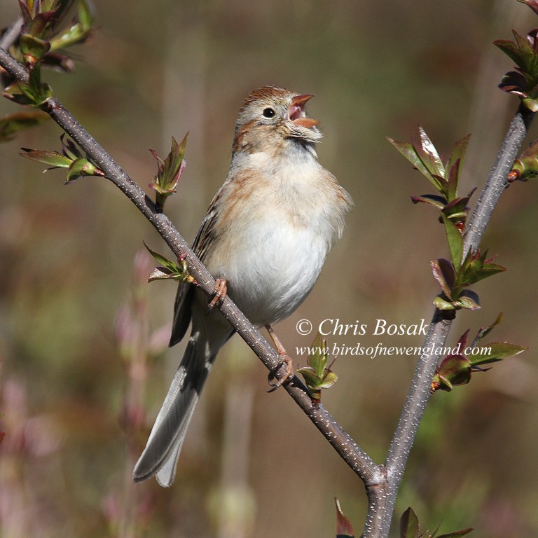 Sparrows | Birds of New England.com