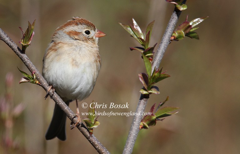 Sparrows | Birds of New England.com