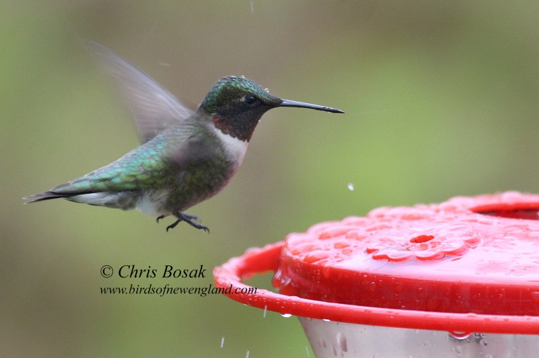 hummingbirds | Birds of New England.com