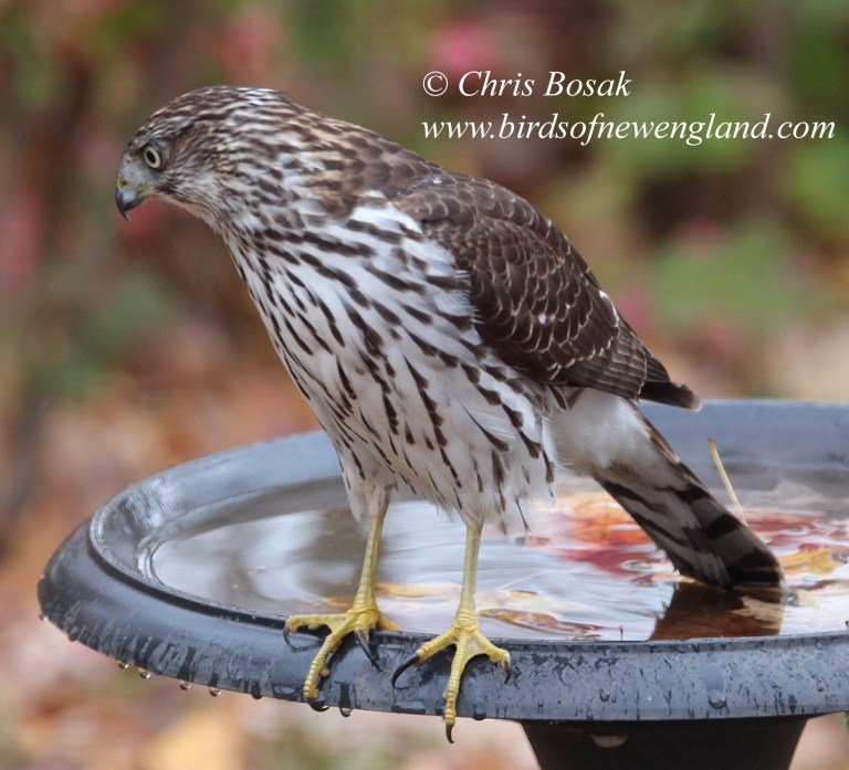 Hawks | Birds of New England.com