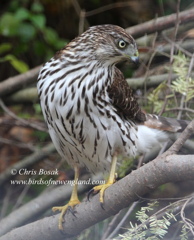 For the Birds: Inside the hawkwatch | Birds of New England.com