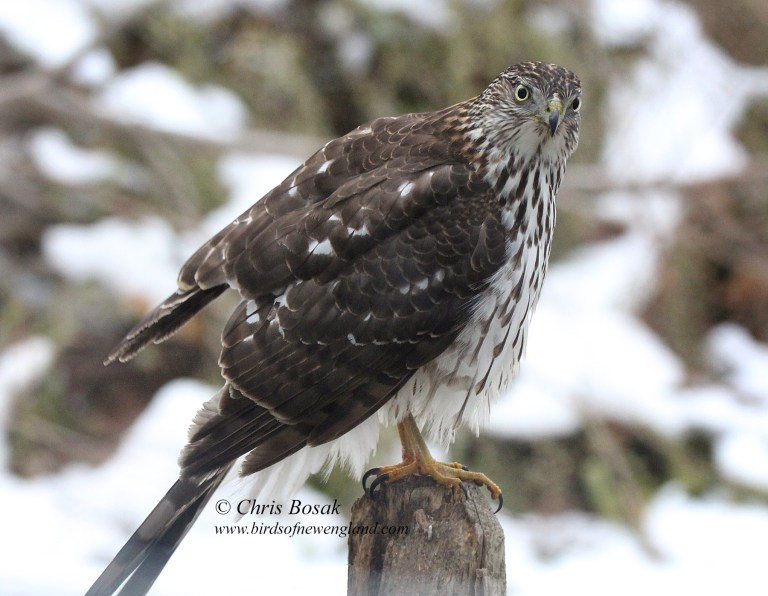 Hawks | Birds of New England.com