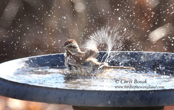Keeping cool in the heatwave | Birds of New England.com