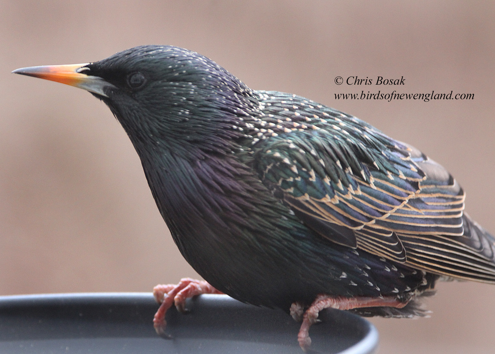 Spotlight on the starling | Birds of New England.com
