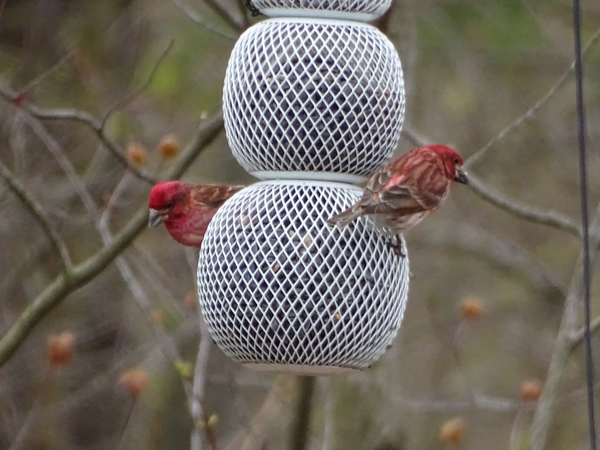 Reader submitted photos | Birds of New England.com