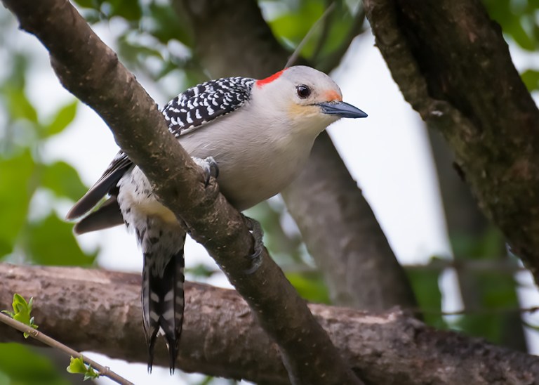 Reader submitted photos | Birds of New England.com