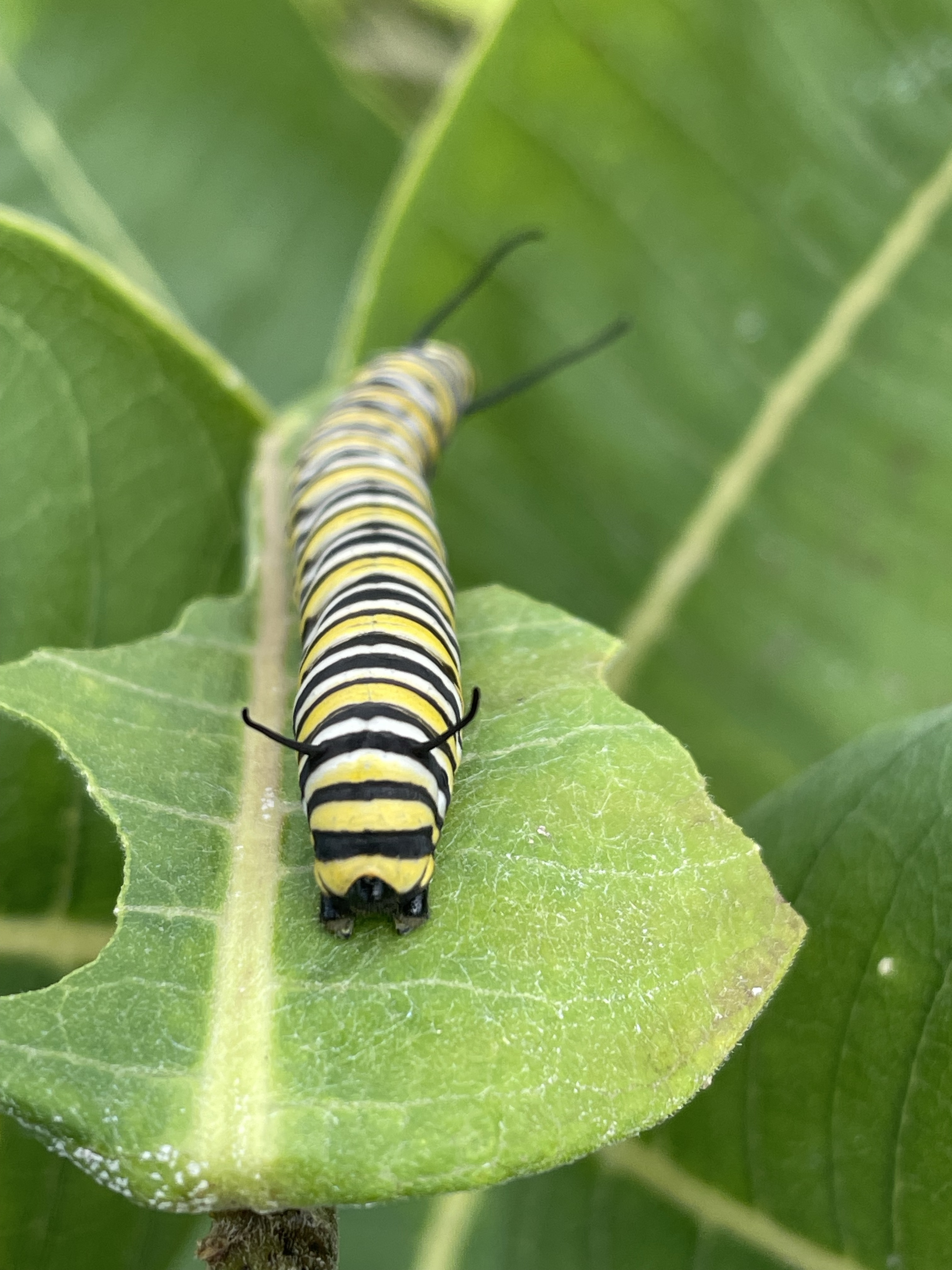 Future monarch | Birds of New England.com