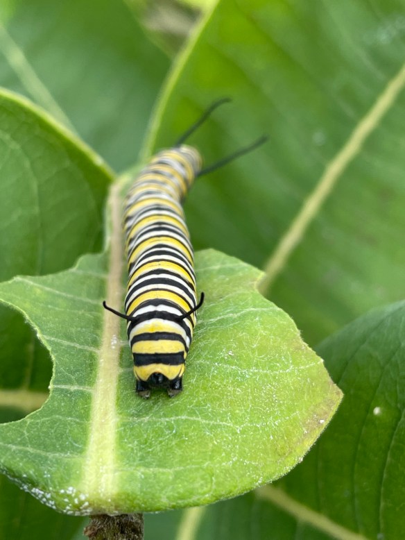 Future monarch | Birds of New England.com