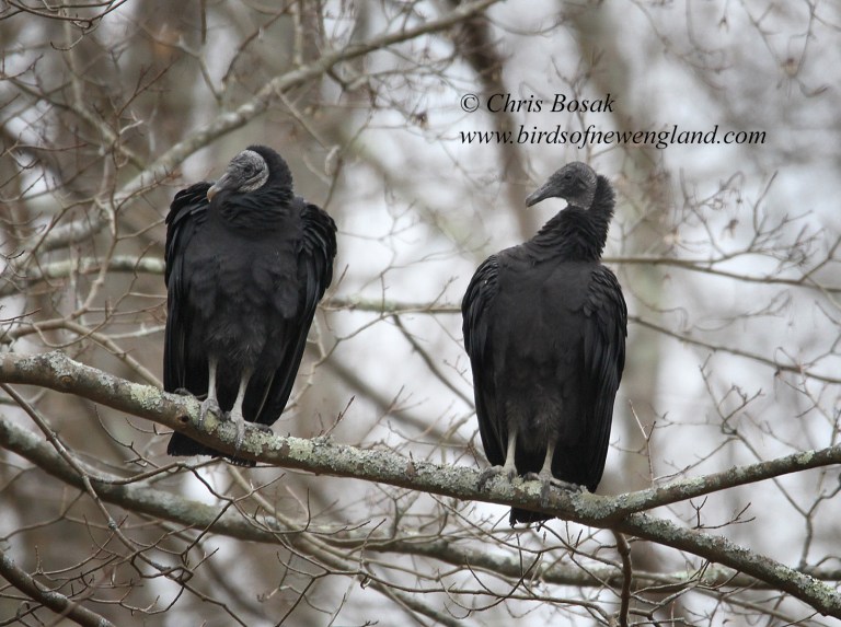 Birds of New England.com | New England wildlife photos and stories ...