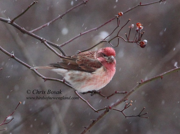Birds of New England.com | New England wildlife photos and stories ...