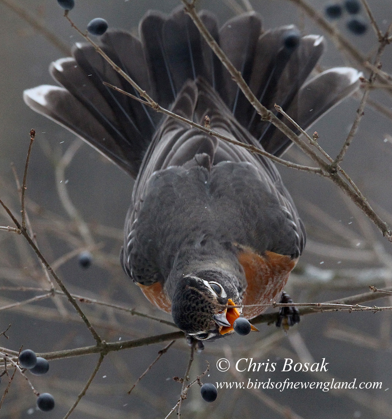 Birds of New England.com | New England wildlife photos and stories ...