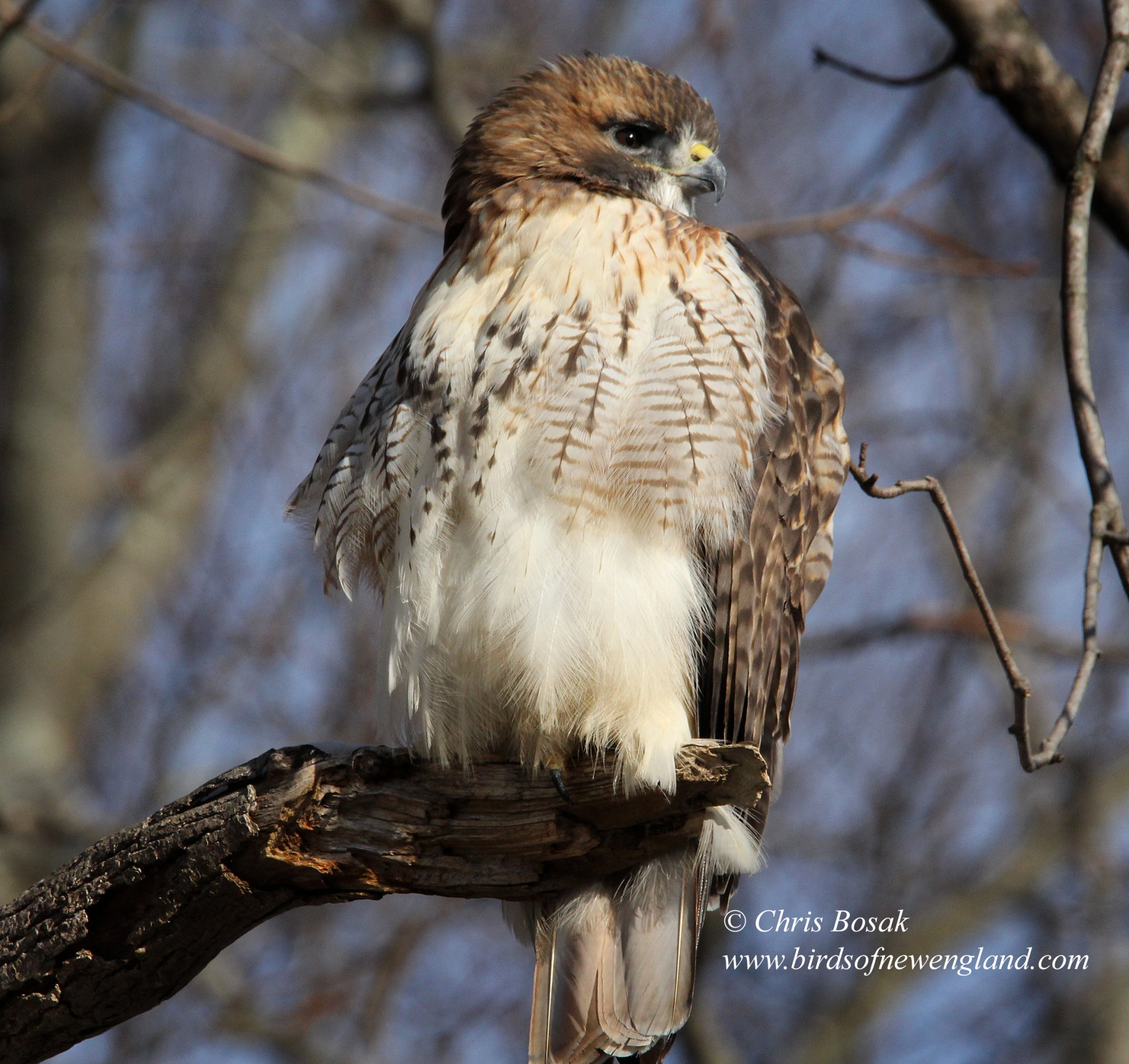 Birds of New England.com | New England wildlife photos and stories ...