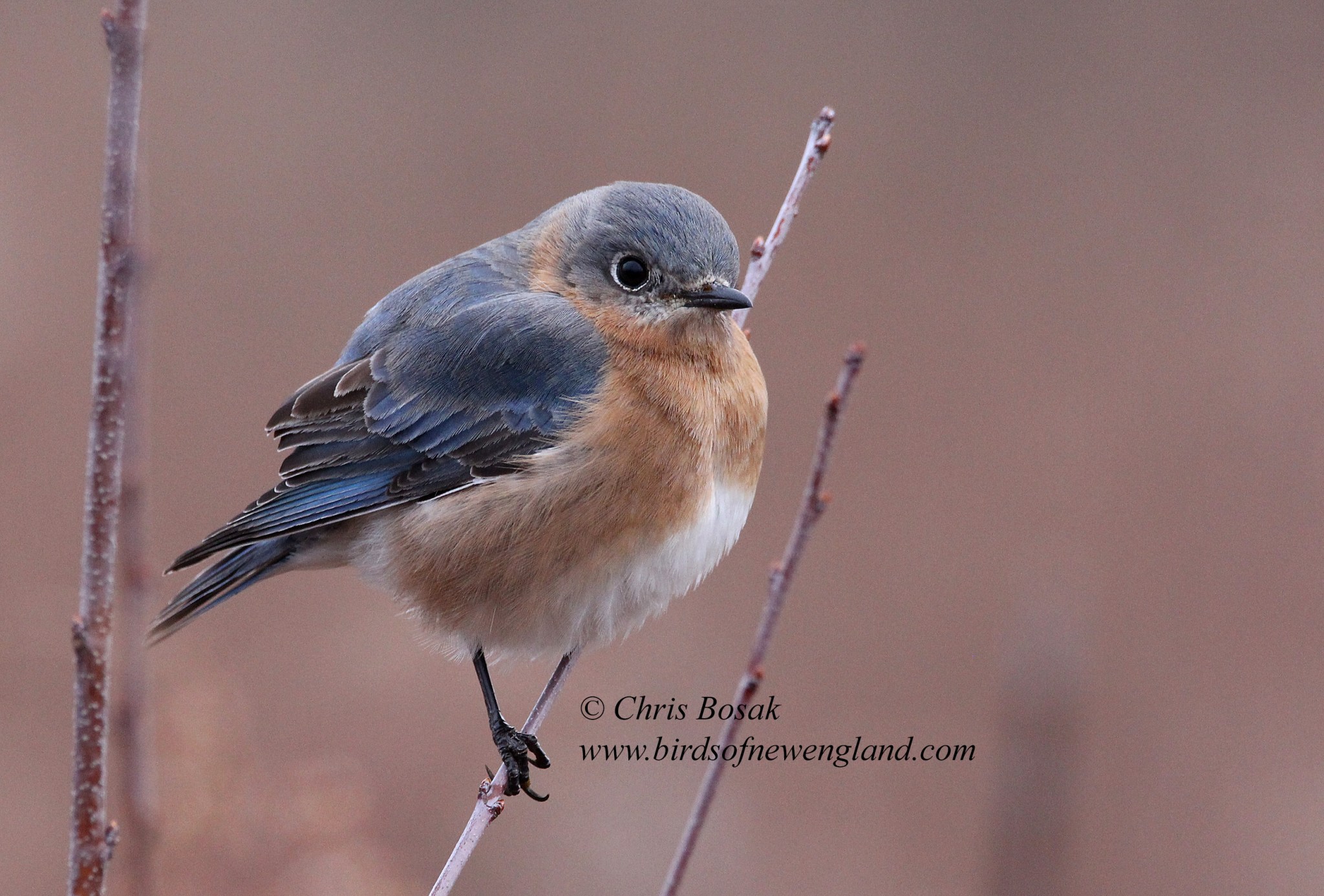 Birds of New England.com | New England wildlife photos and stories ...