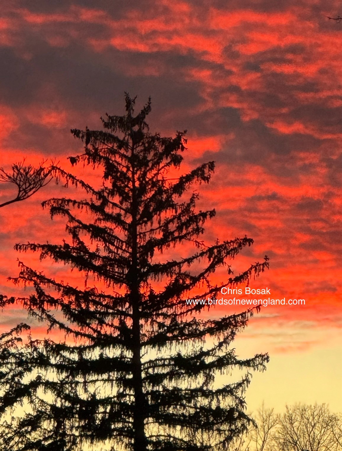 A nice night to be outside | Birds of New England.com