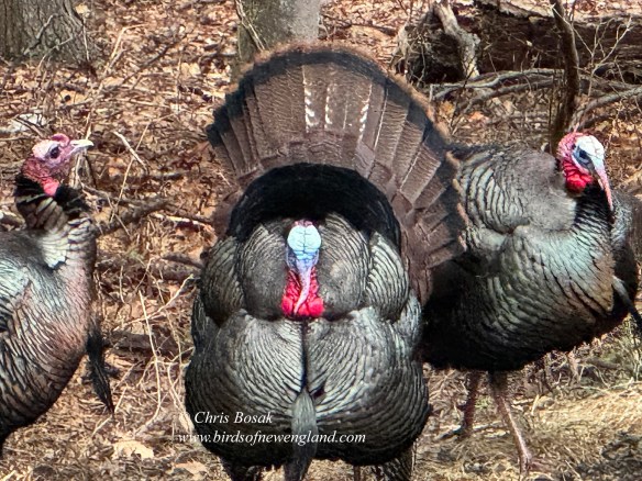 For the Birds: Never too early for signs of spring | Birds of New ...