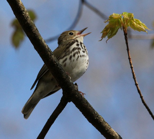 Birds of New England.com | New England wildlife photos and stories ...