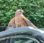 Hawks | Birds of New England.com