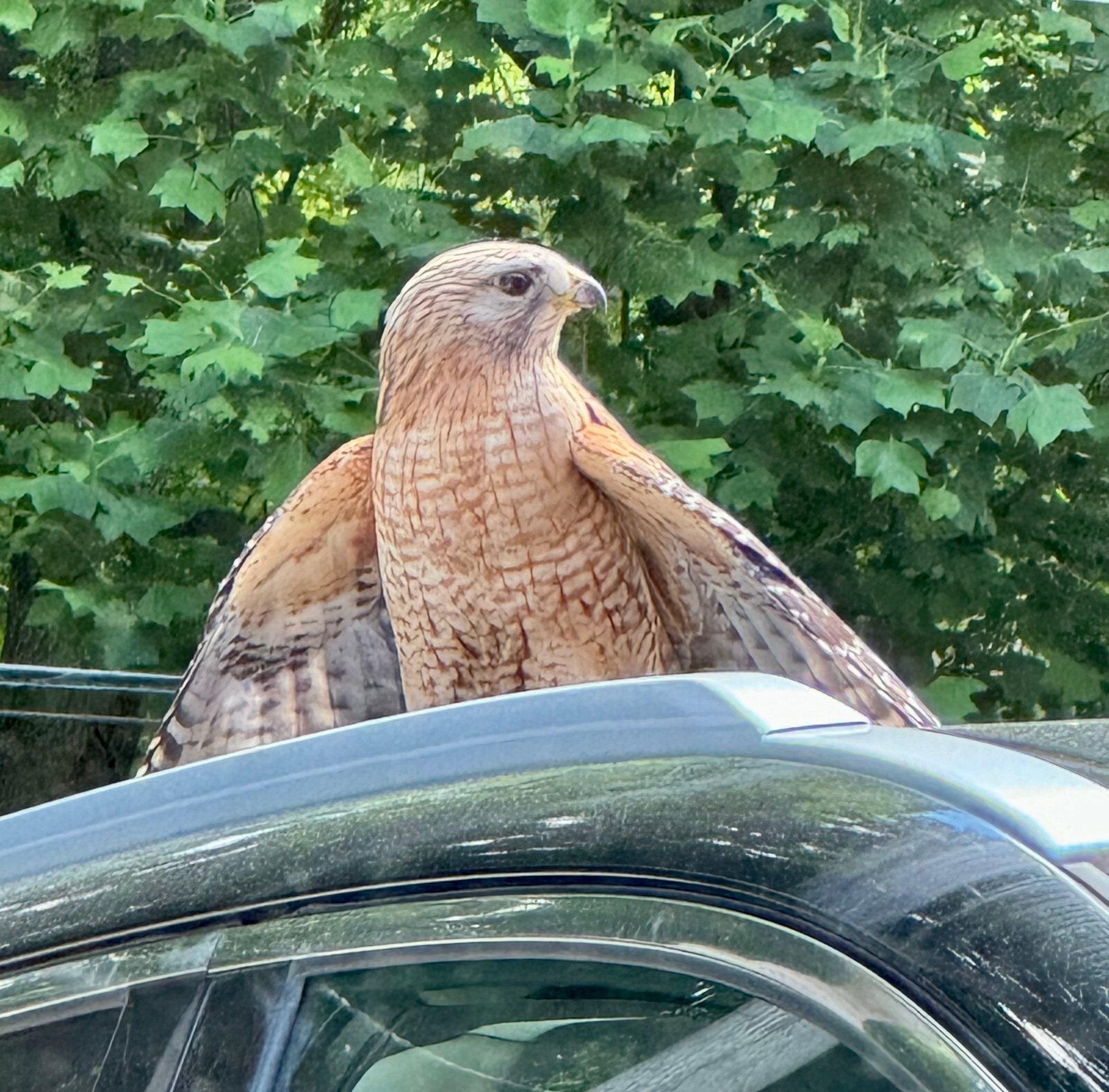 Hawks | Birds of New England.com