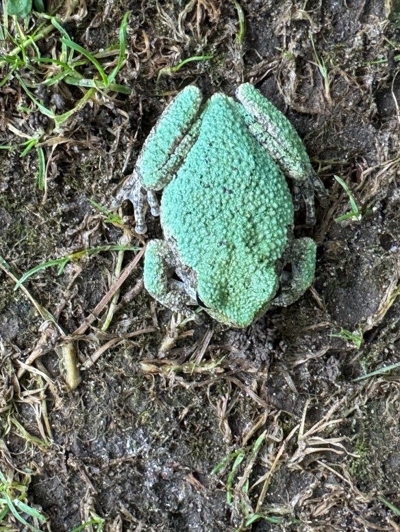 Birds of New England.com | New England wildlife photos and stories ...