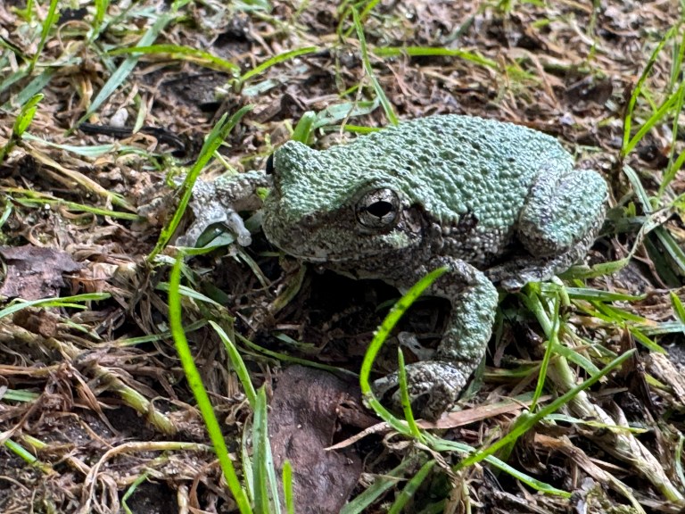 Birds of New England.com | New England wildlife photos and stories ...
