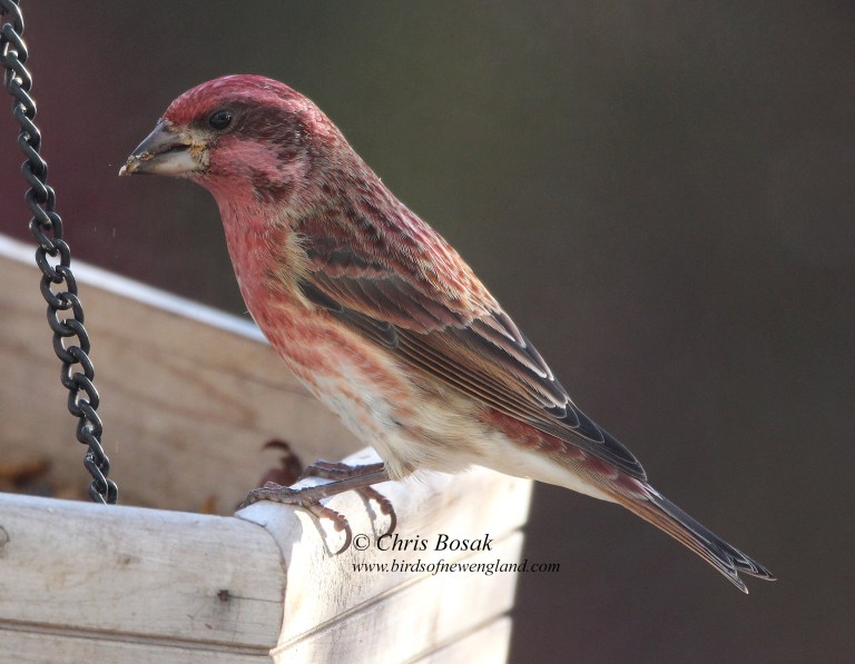 Birds of New England.com | New England wildlife photos and stories ...