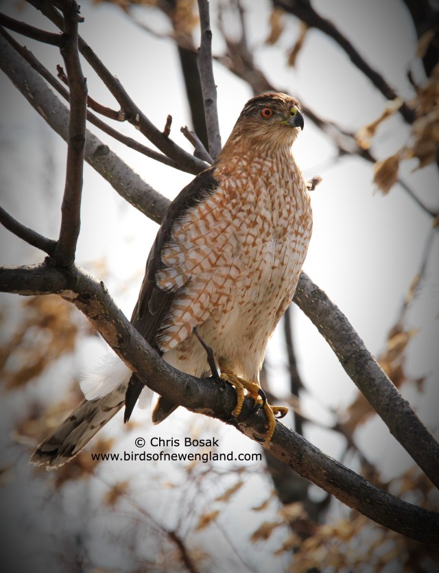 Coopers Hawk Cooper's Hawk American Bird Conservancy