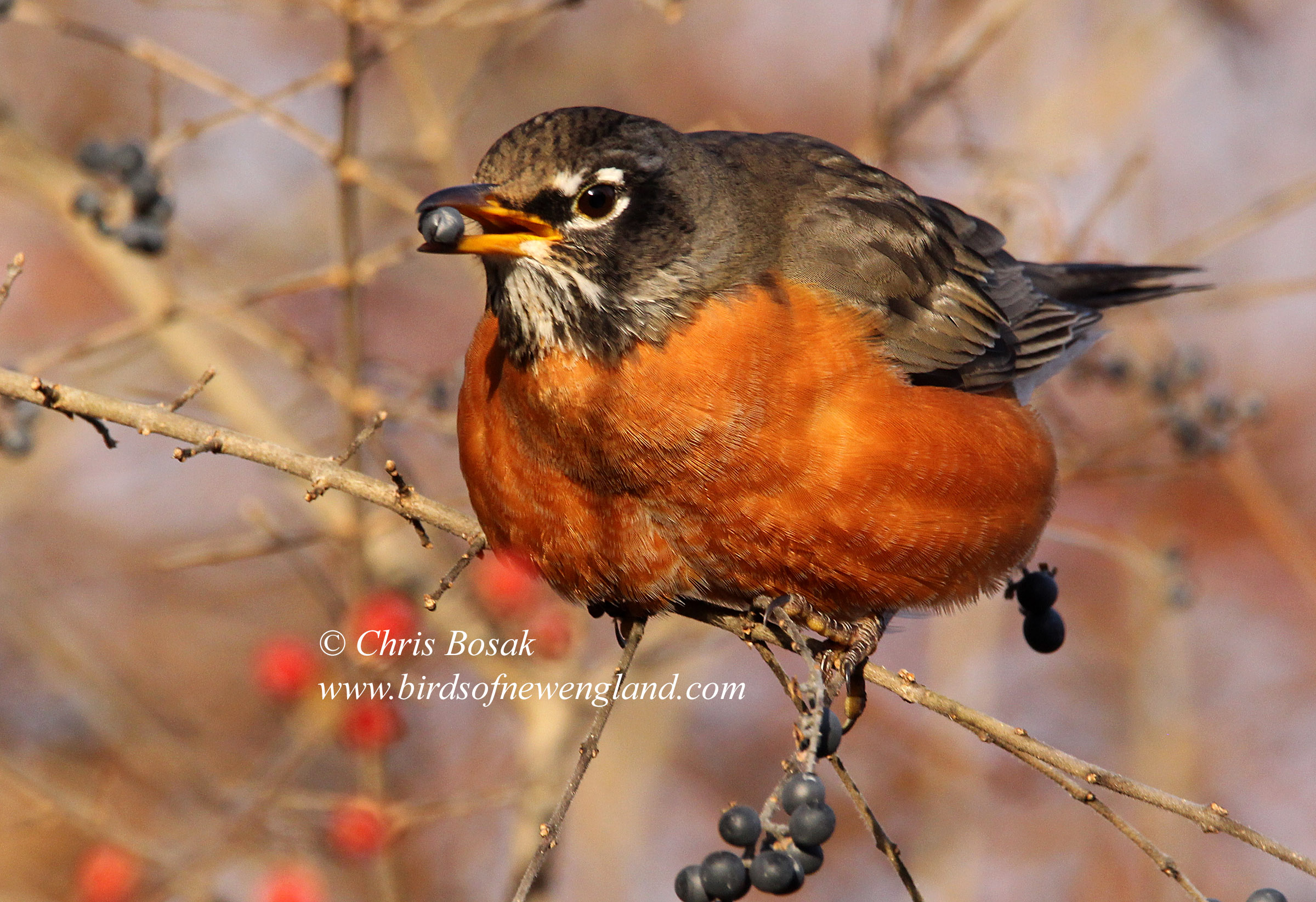 For the Birds: Early favorite for Bird of the Winter | Birds of New ...