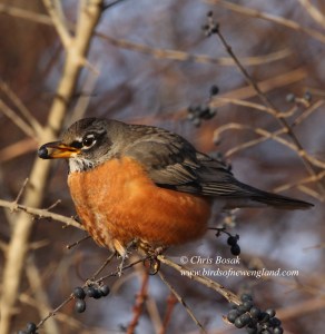 Birds of New England.com | New England wildlife photos and stories ...