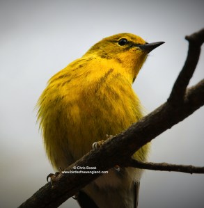 Birds of New England.com | New England wildlife photos and stories ...