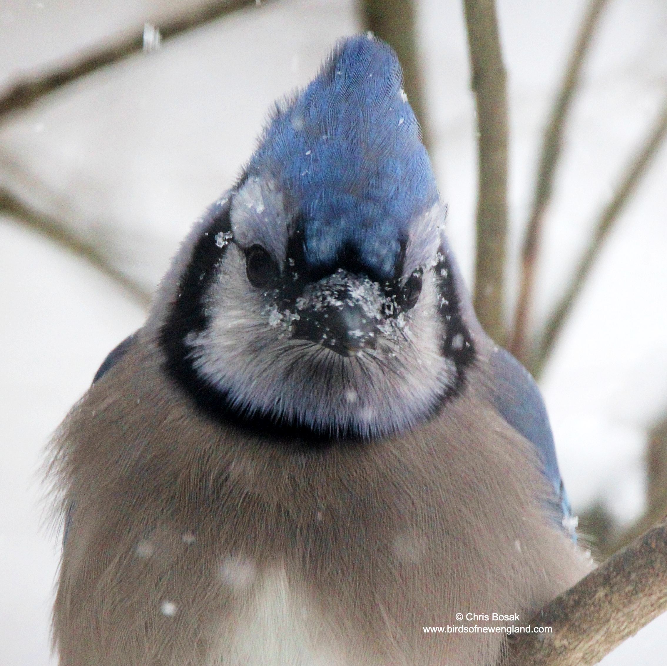 January 25 2026 snowstorm bird photos: round 2 | Birds of New England.com
