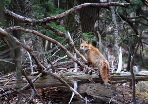 For the Birds: Eerie noises during a night in New England | Birds of ...